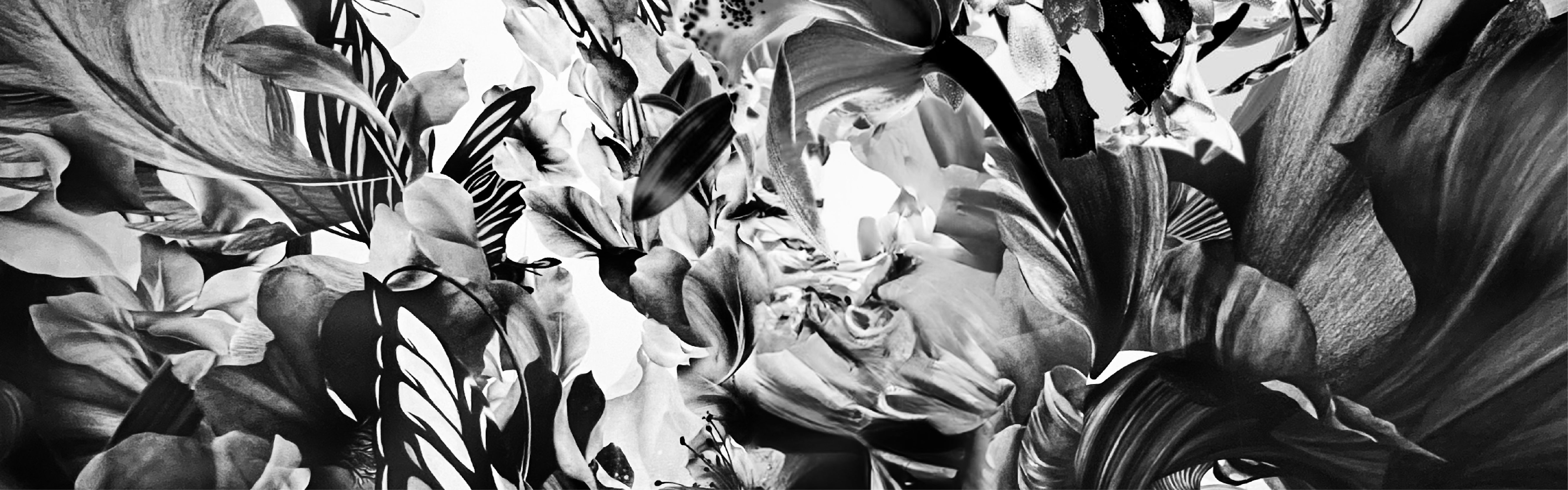 Doja Exclusive Products | Weedmaps