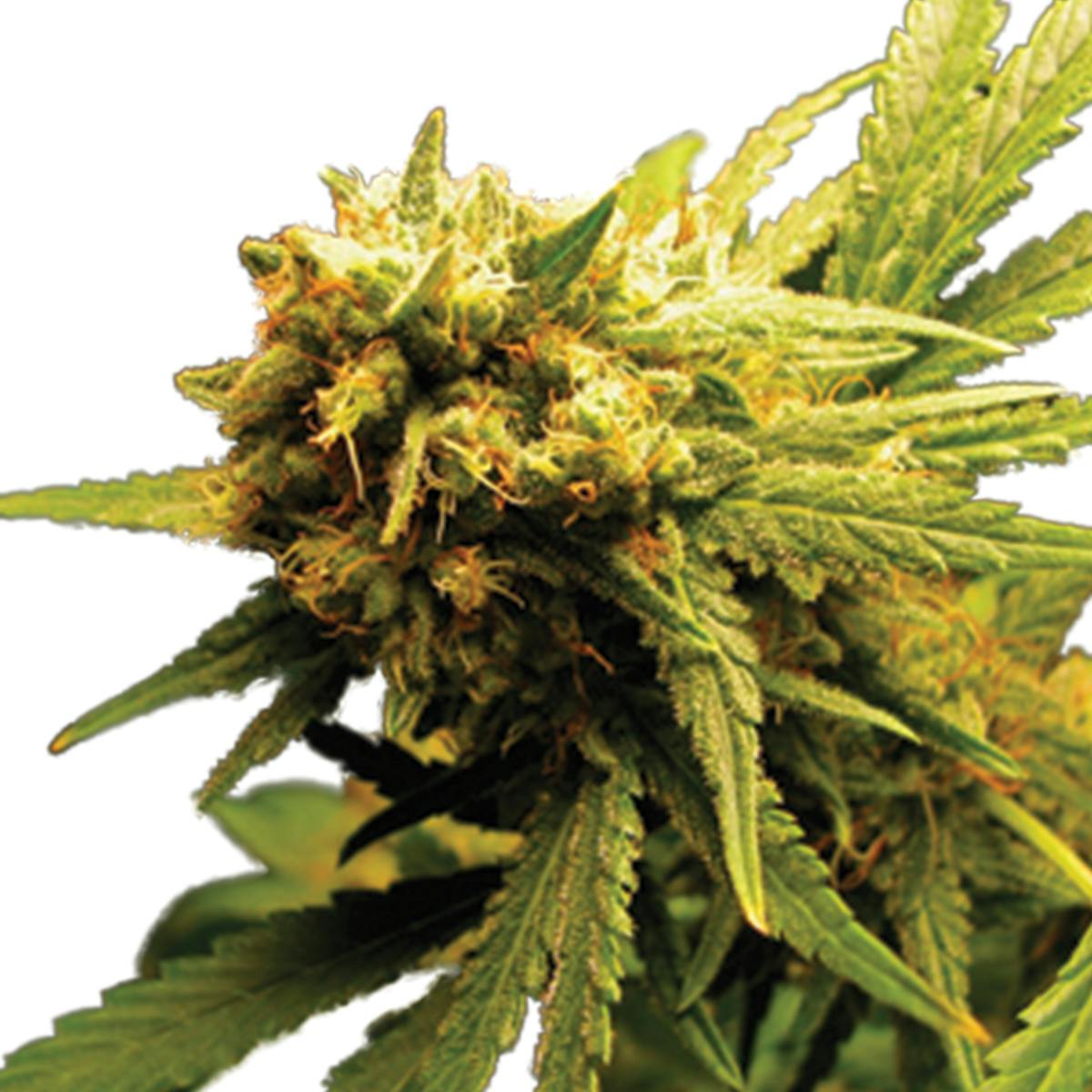 Bling-Bling Haze - Blimburn Seeds