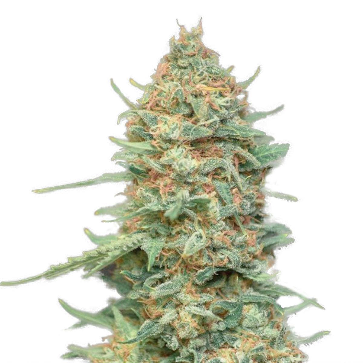Spanish Passion Seeds Spanish Red Rose | Weedmaps