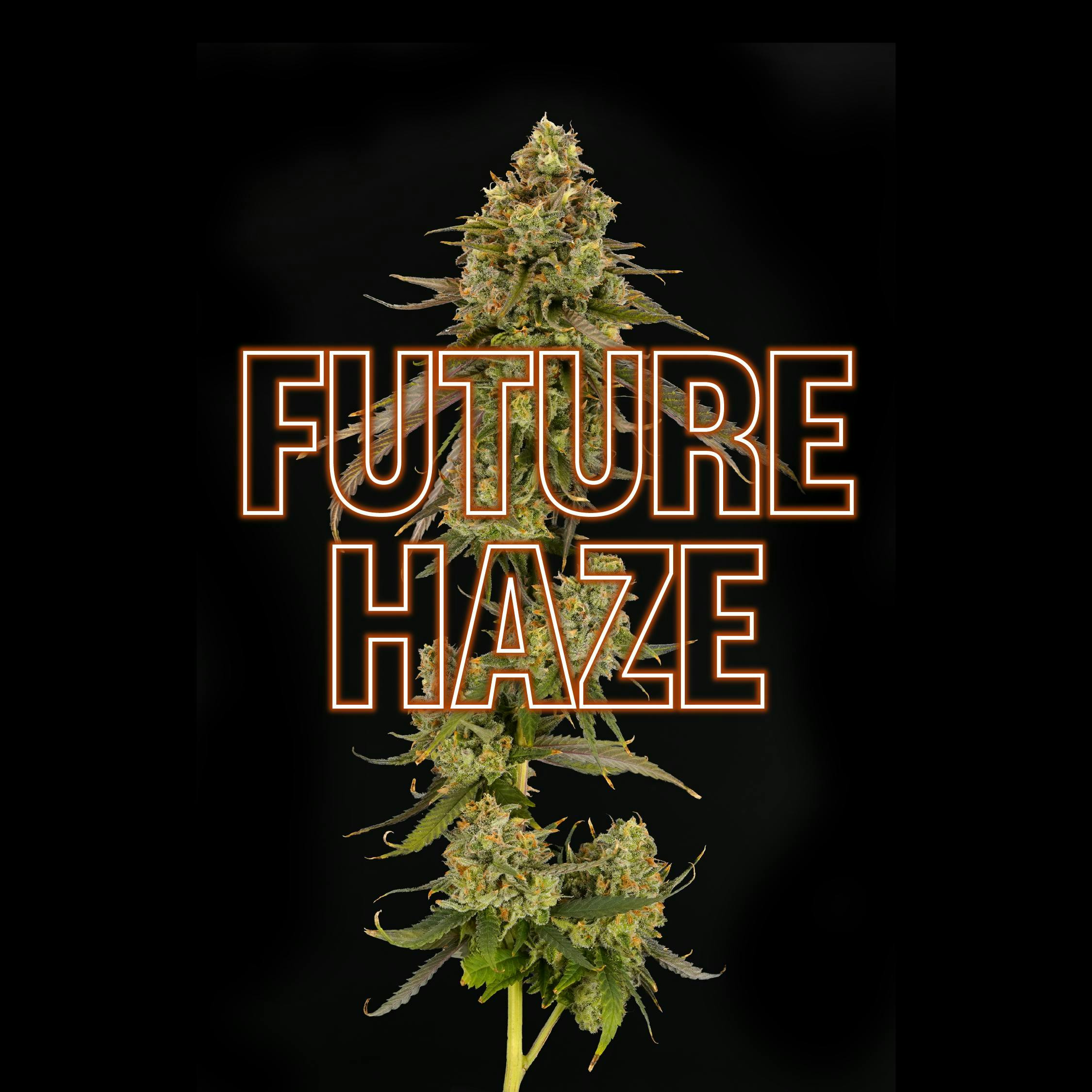 GDF: Flower | Future Haze | 3.5g - GOOD DAY FARM
