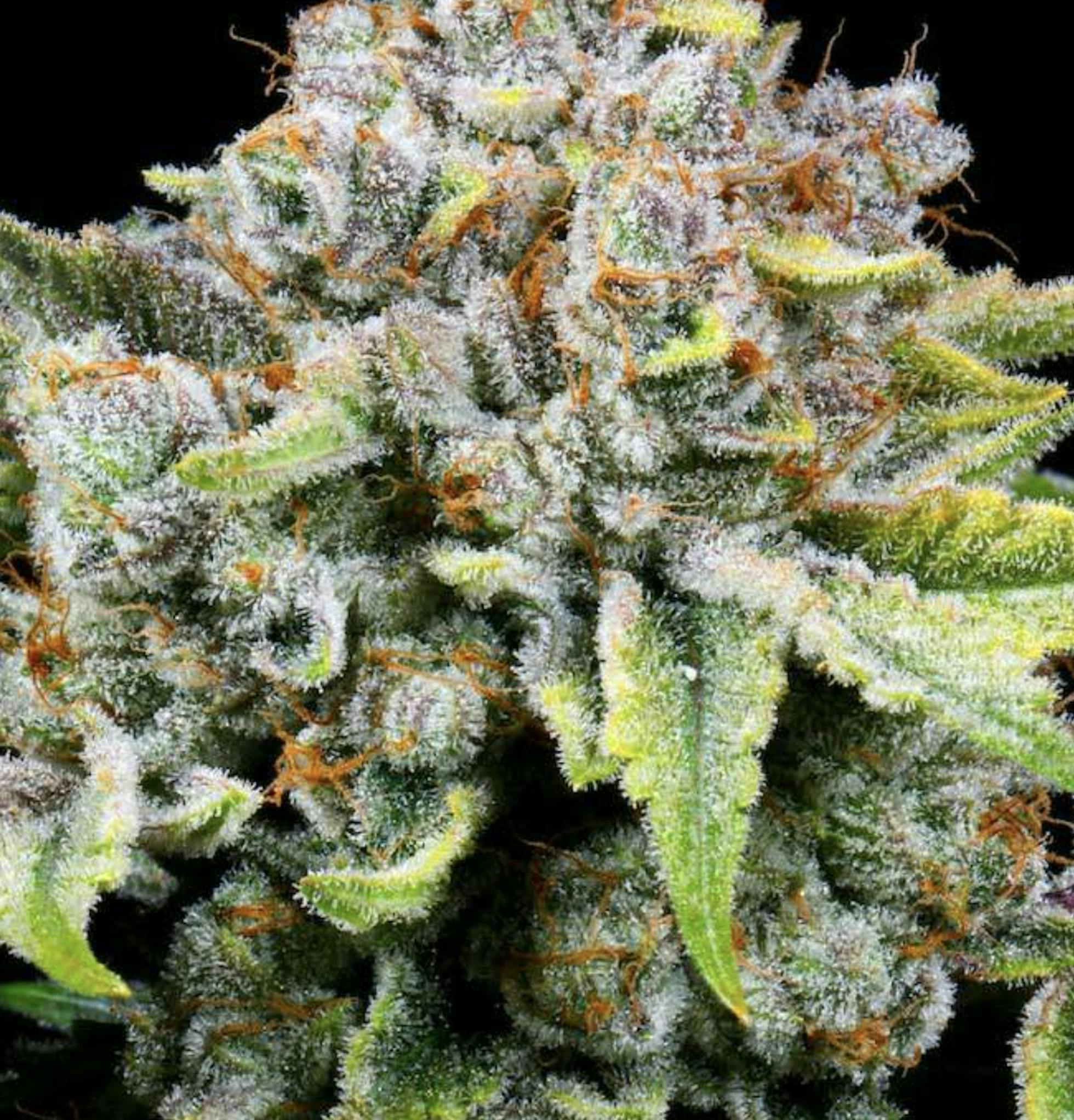 London Pound Mints - 3.5g Flower - Bloom County