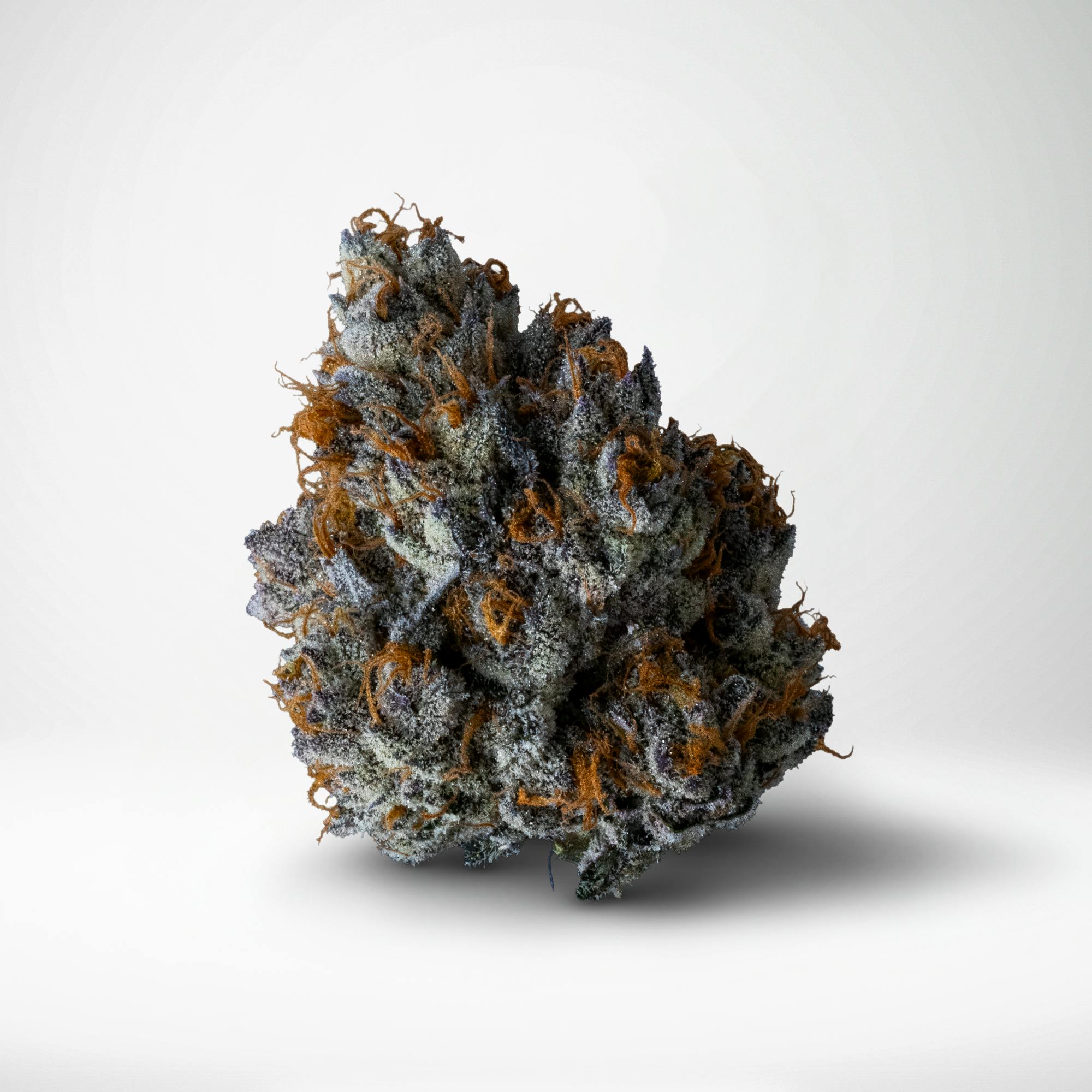 Night Squirrel 14G - Wood Wide