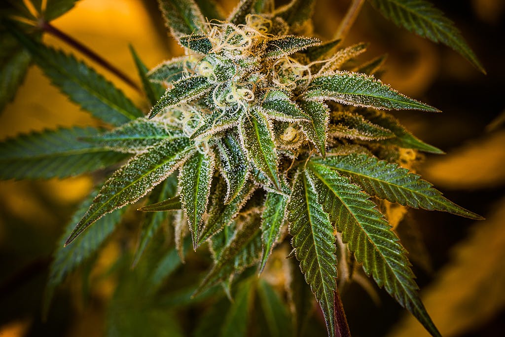 AMCH - MEDICAL Info, Menu & Deals - Weed dispensary Denver, Colorado