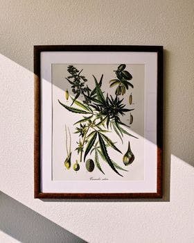 Alpine Essentials Menu, Reviews, Deals - Weed Dispensary in Palmer Lake ...