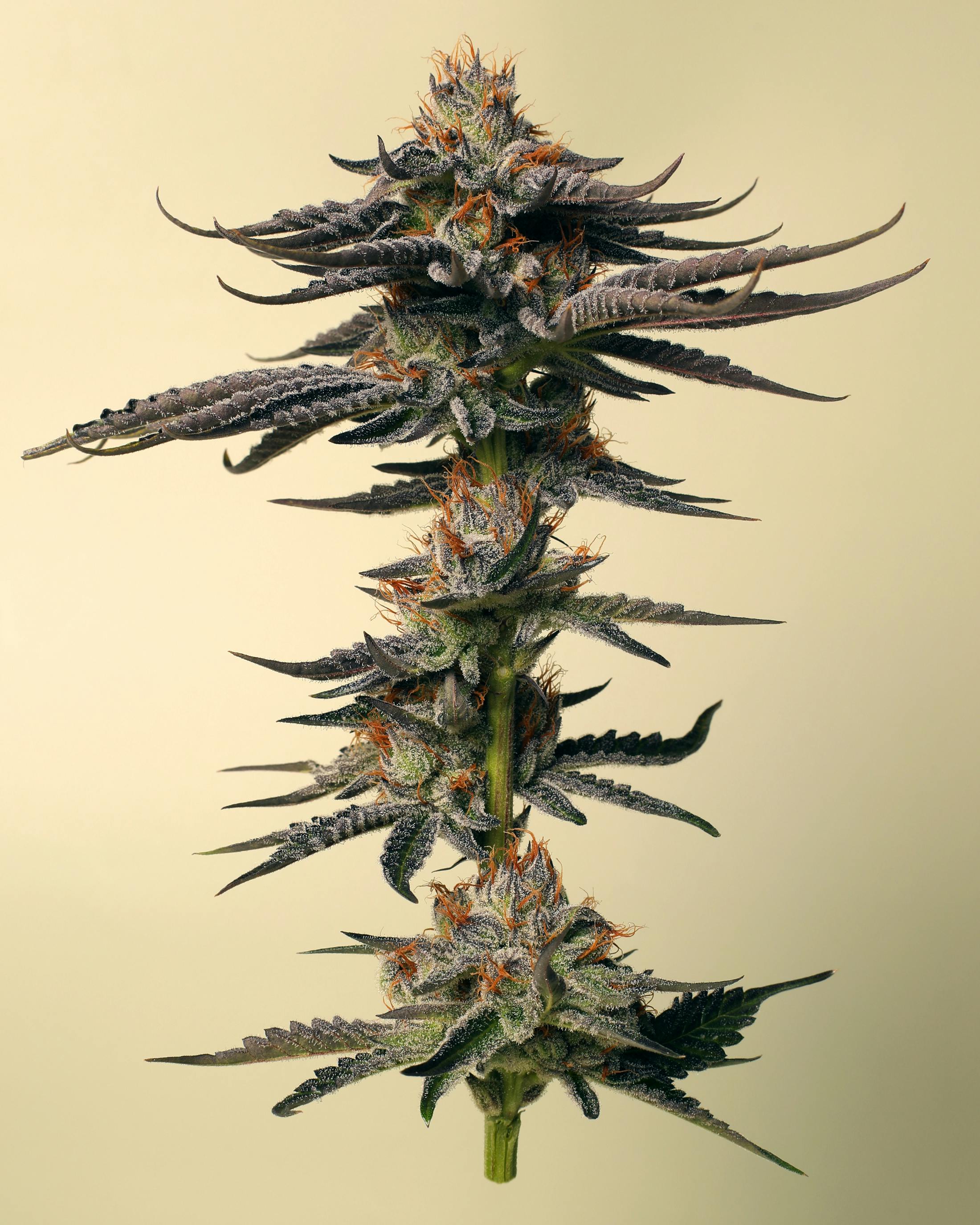 Seed & Smith Cannabis Info, Menu & Deals - Weed dispensary Denver, Colorado