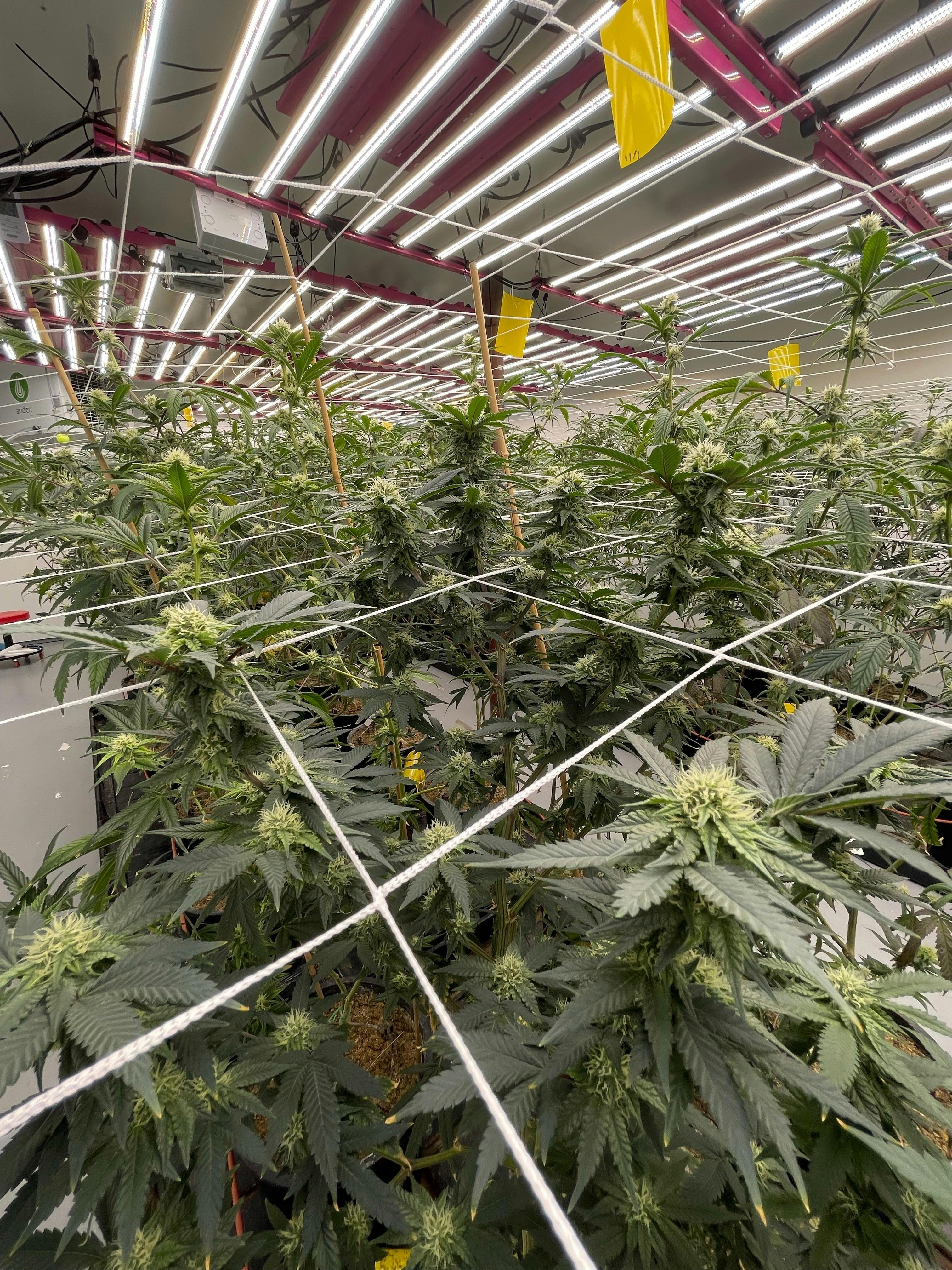 Northeast Alliance Info, Menu & Deals - Weed delivery Portland, Maine