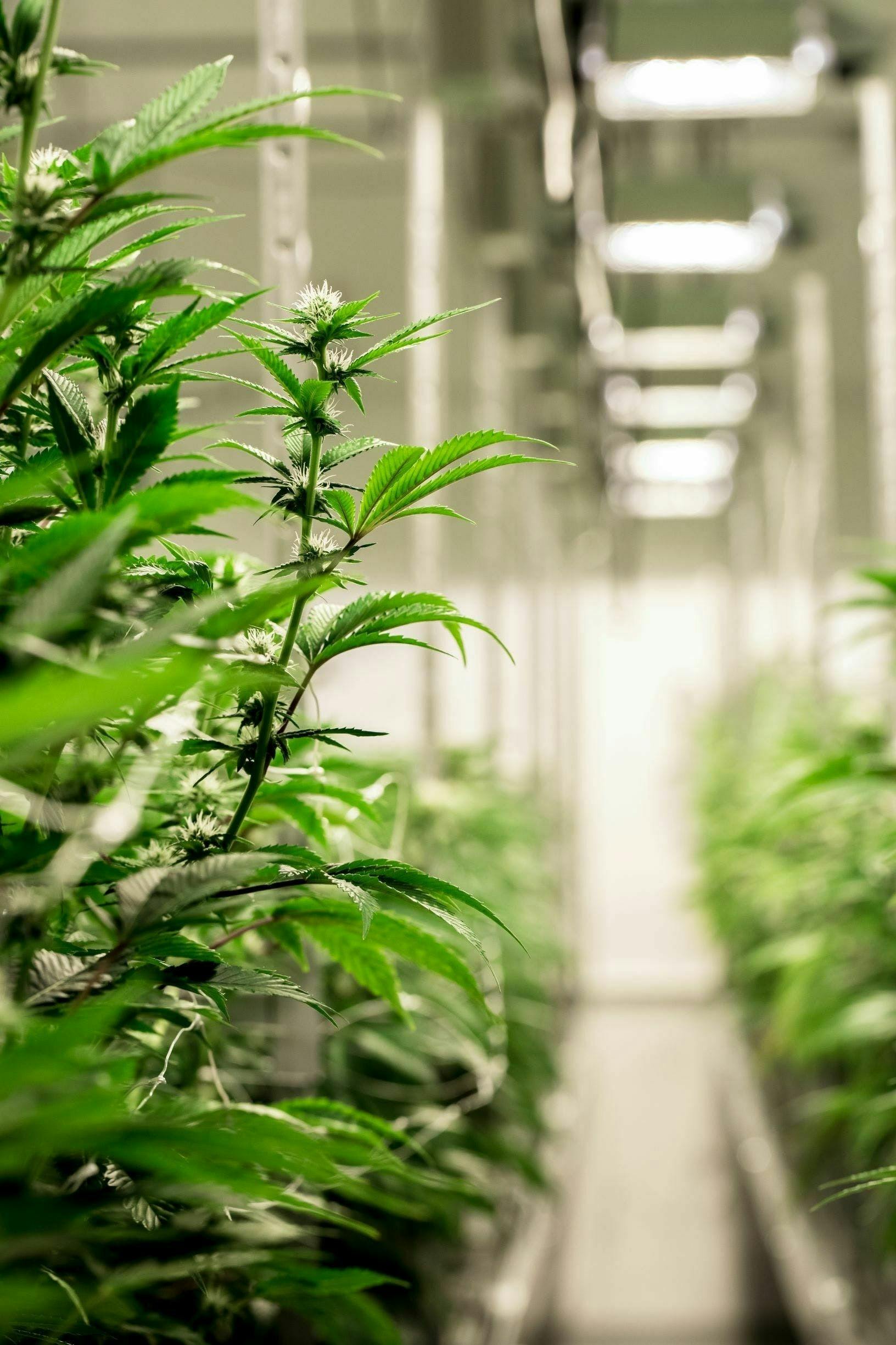 East Coast Cannabis - Waterville Menu, Reviews, Deals - Weed Dispensary ...