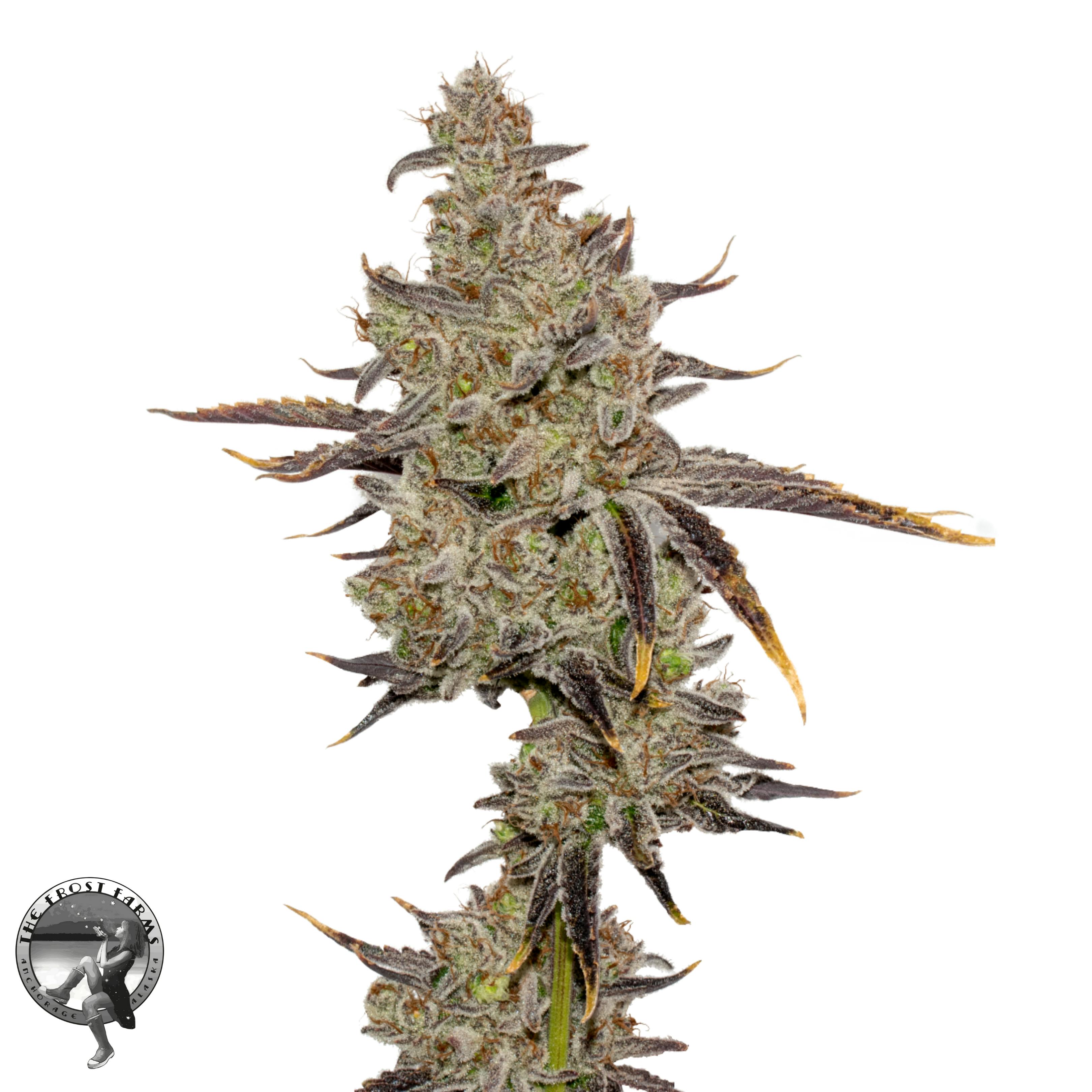 Cereal Milk #1 - The Frost Frontier