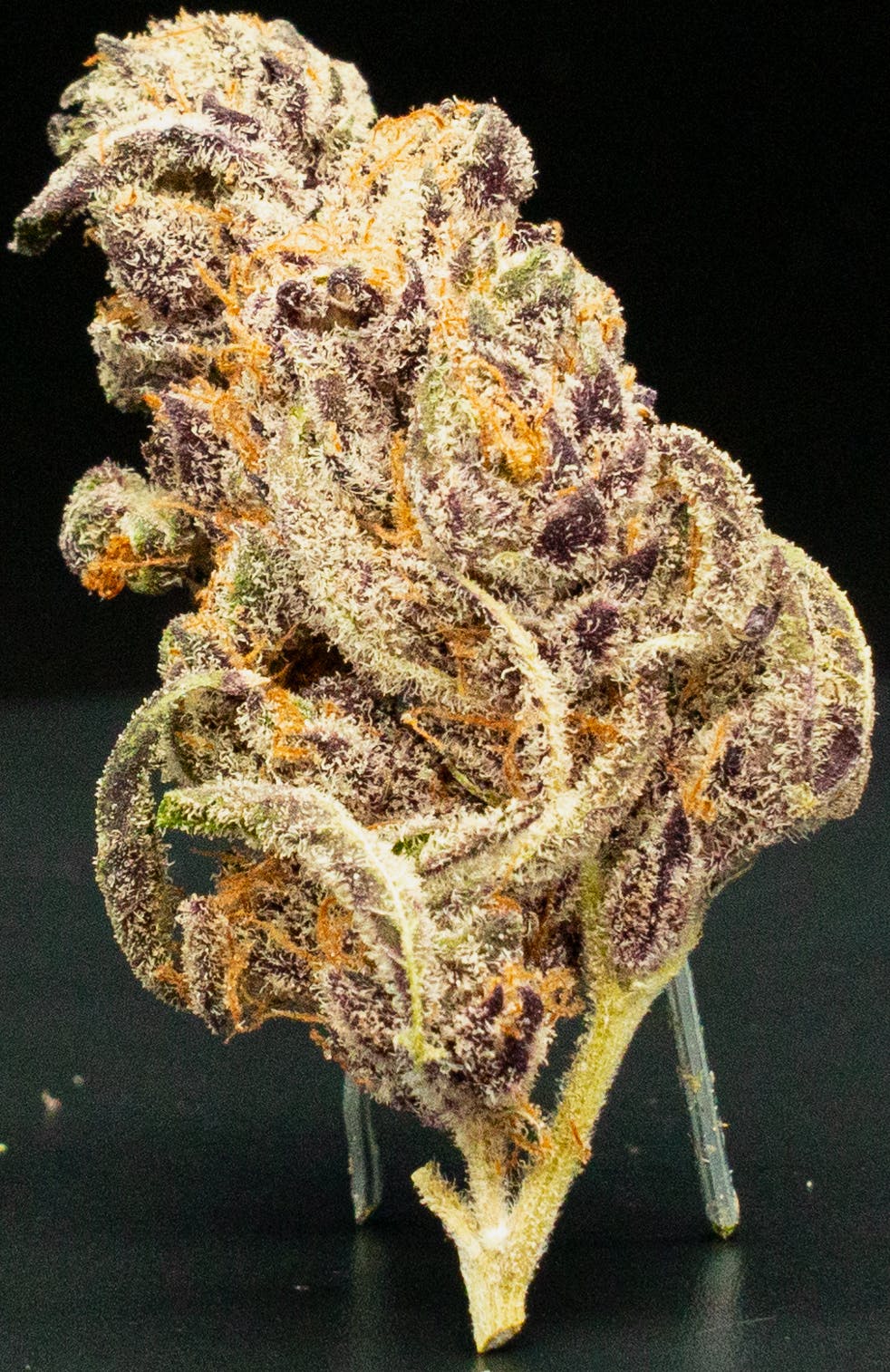 iion Cannabis Terple | Weedmaps