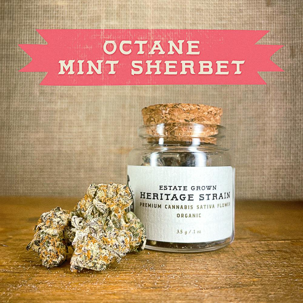 Octane Mint Sherbet Indica Dominant Heritage Flower - CloudWalker Farm