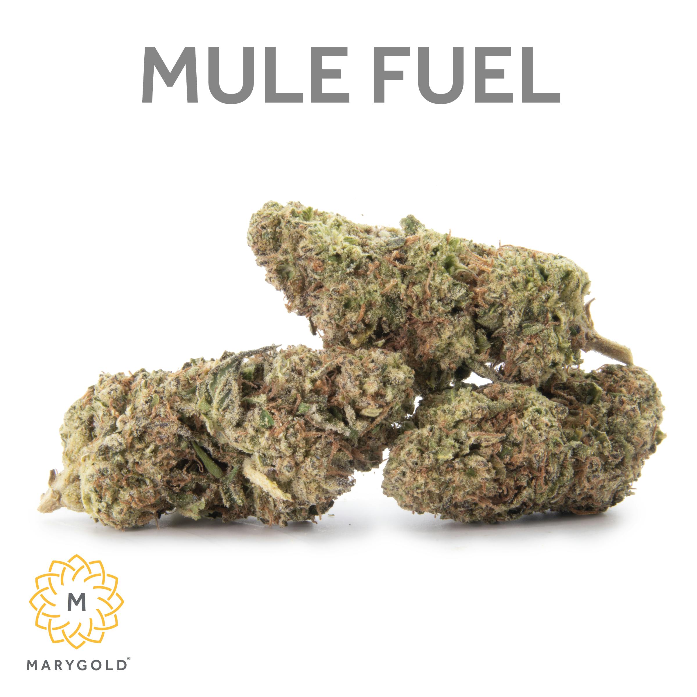 Mule Fuel 14g (31% THC Indica) - Marygold
