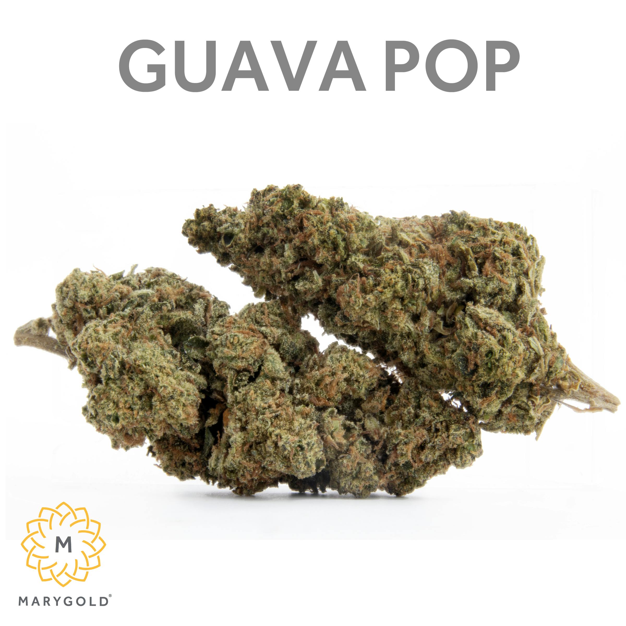 Marygold Guava Pop 14g (25% THC Hybrid) | Weedmaps