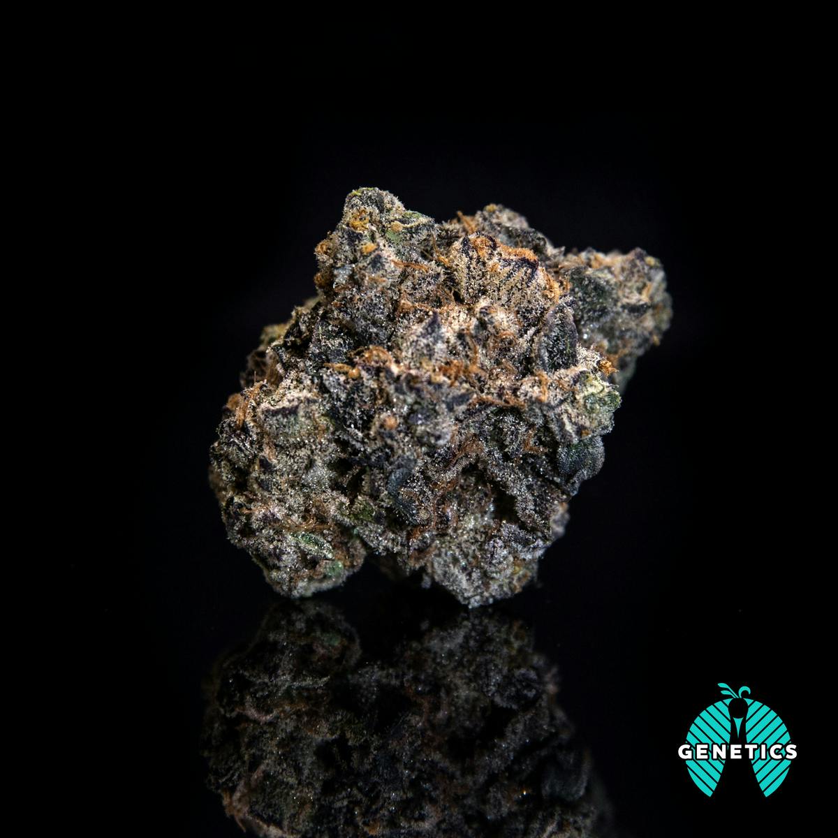 Kush Mints - Maitri Genetics