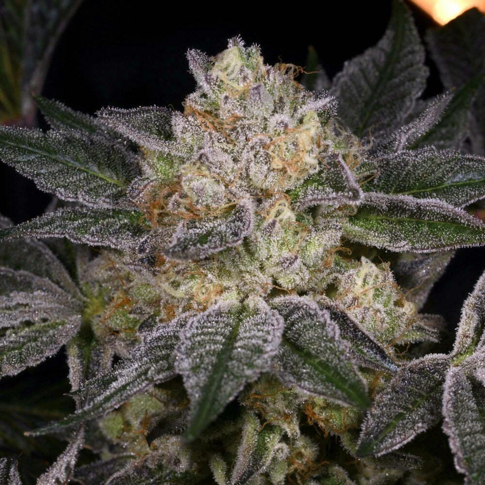 Moon Boots – Feminized Seeds - Archive - California