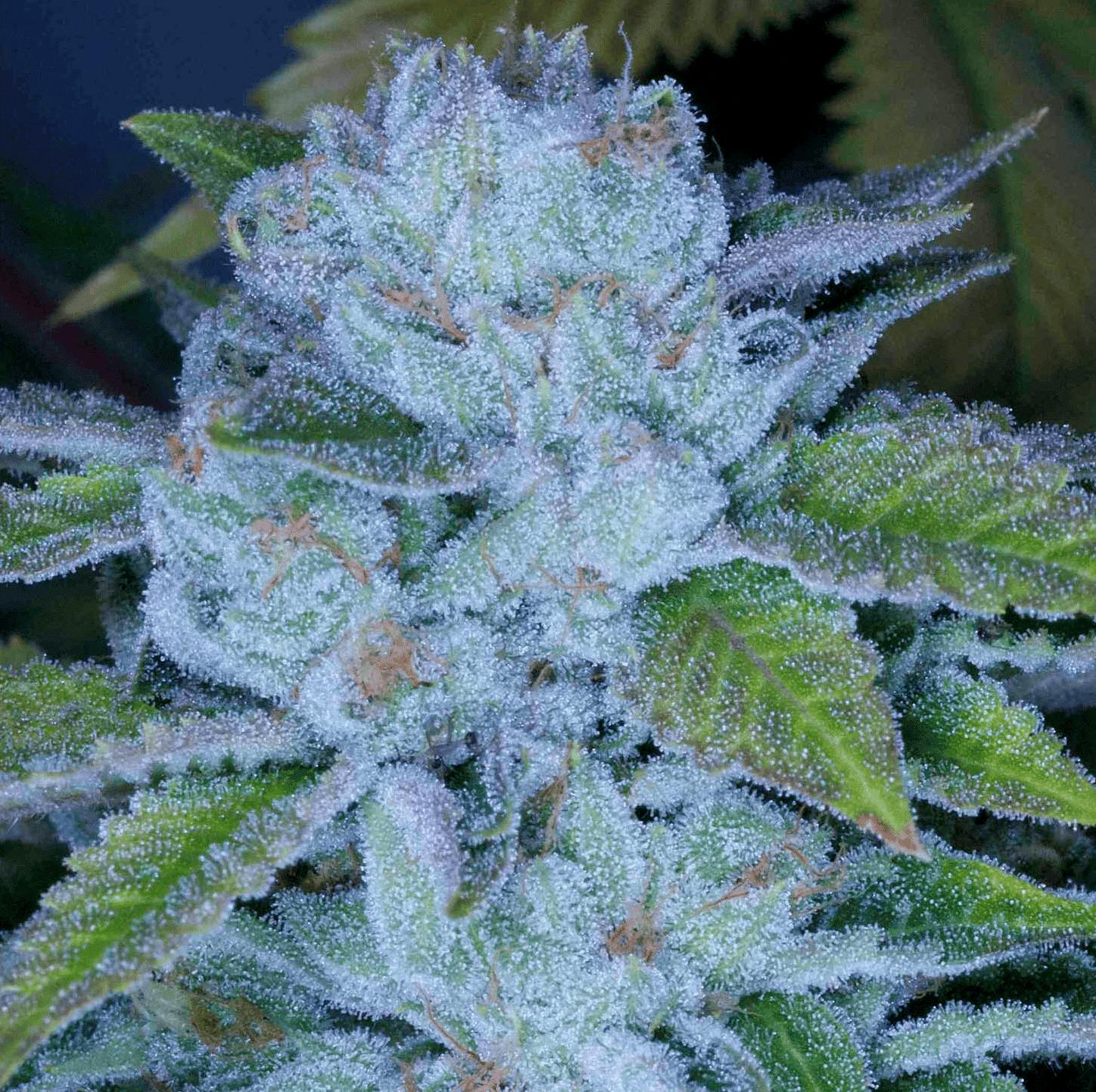 Face On Fire – Face Off OG Hybrid Seeds - Archive - California