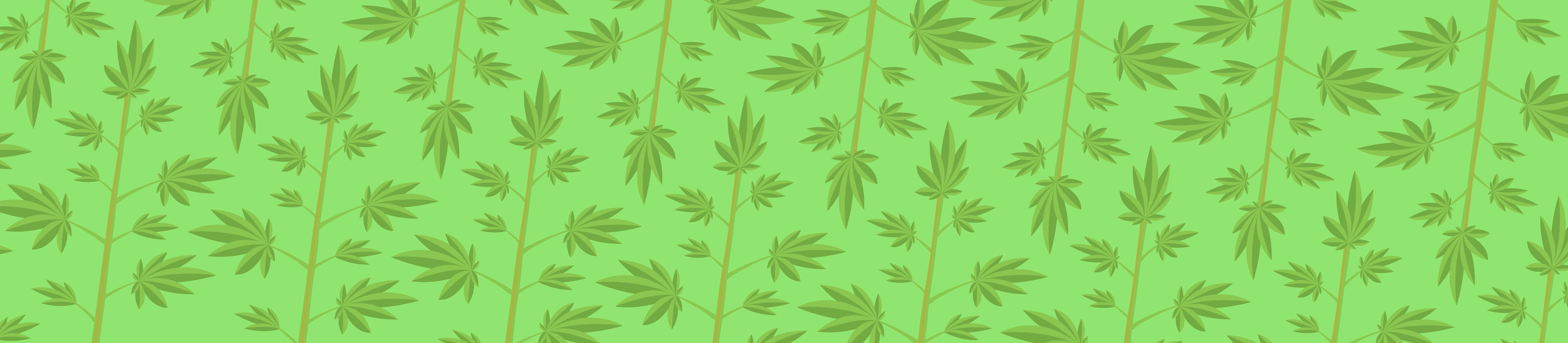 Hash Plant Weed Strain Information | Weedmaps