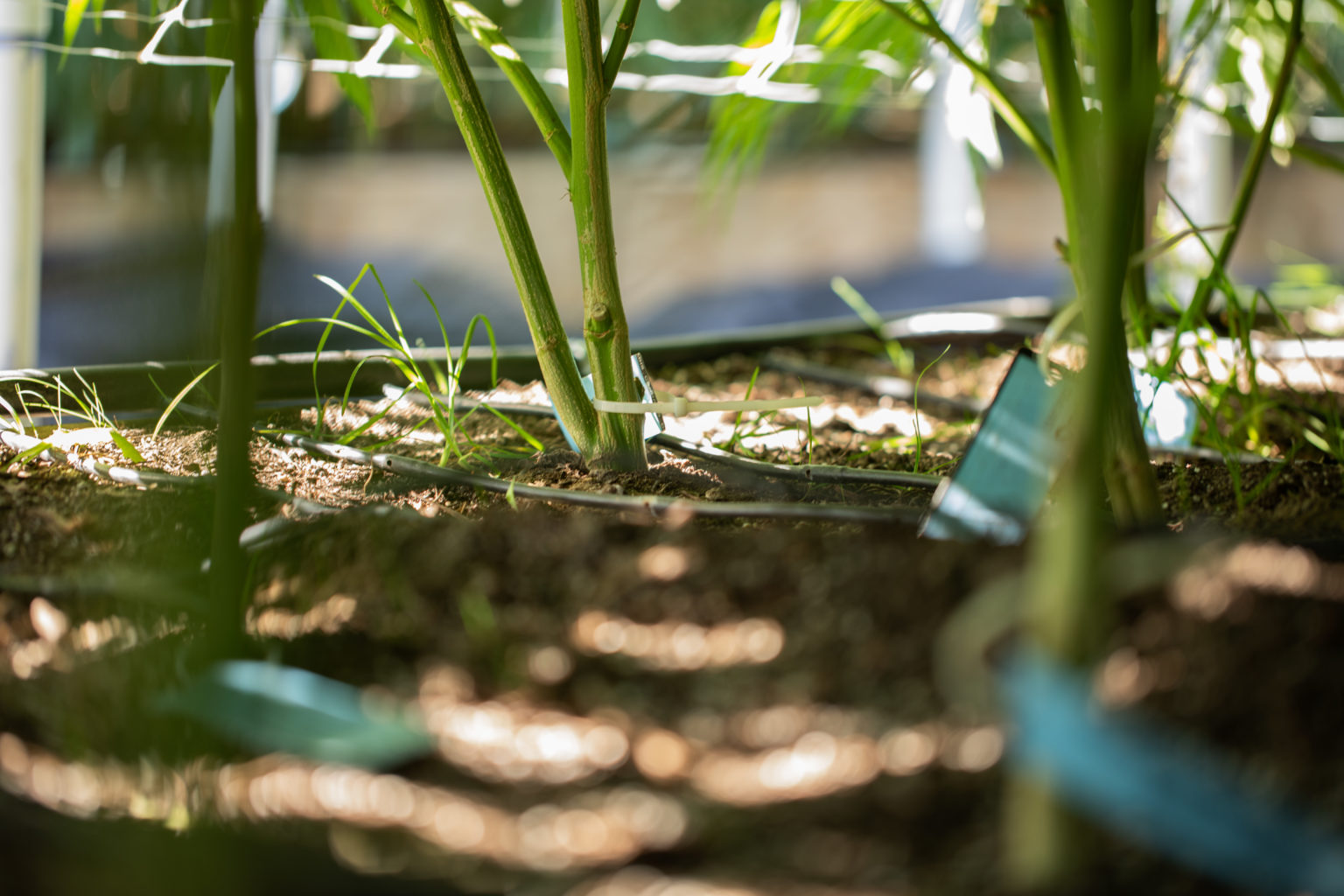 What is Outdoor Cannabis? Outdoor Marijuana Definition | Weedmaps