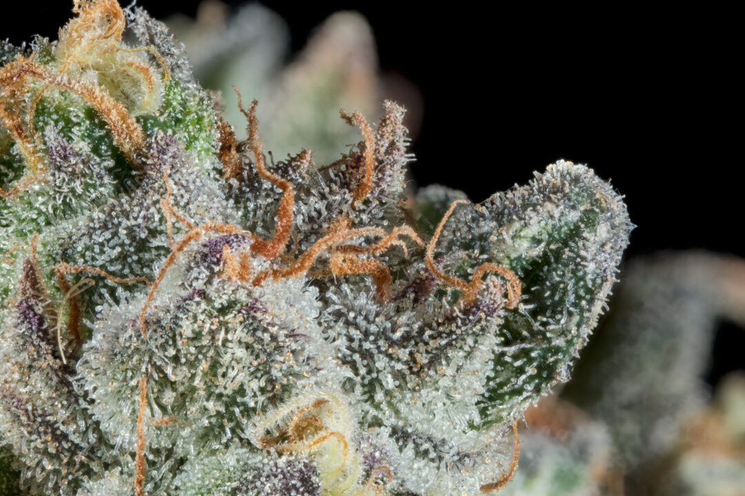 When to harvest weed: Tips and tricks | Weedmaps