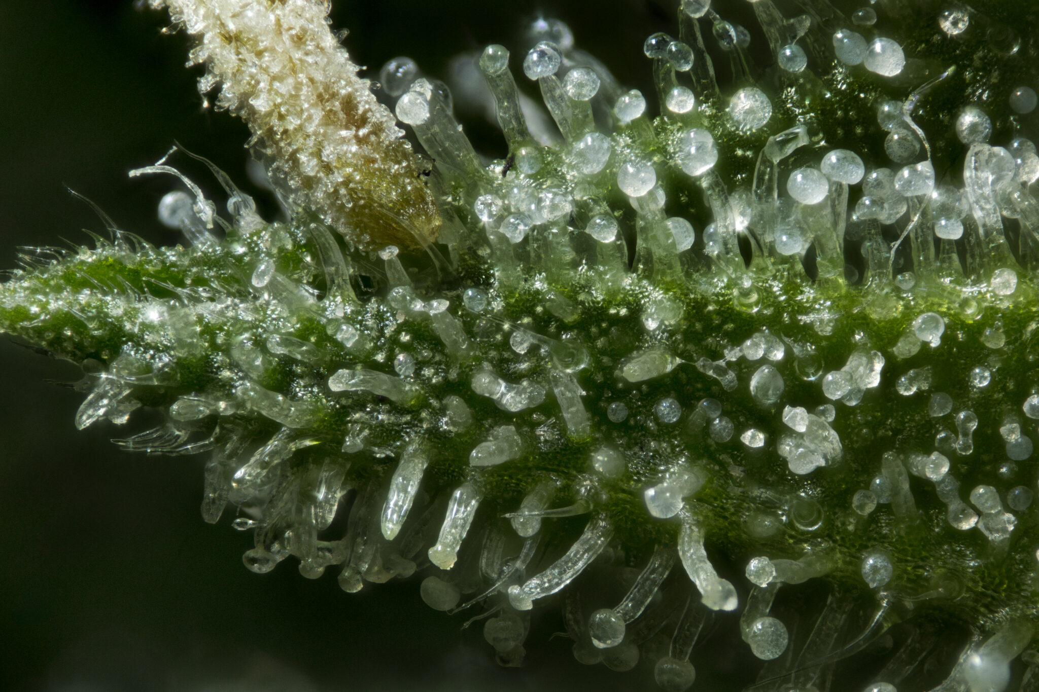 What are terpenes and what do they do? | Weedmaps
