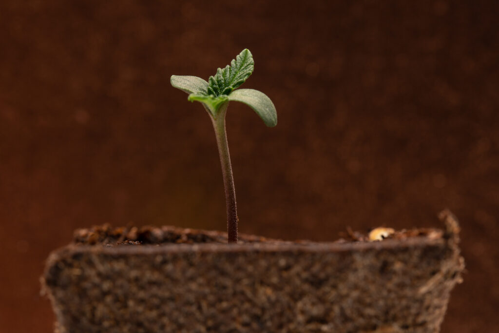 How to care for your cannabis seedling | Weedmaps