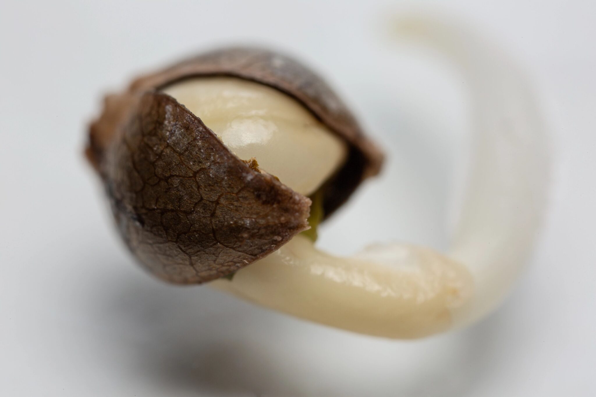 How to germinate weed seeds | Weedmaps