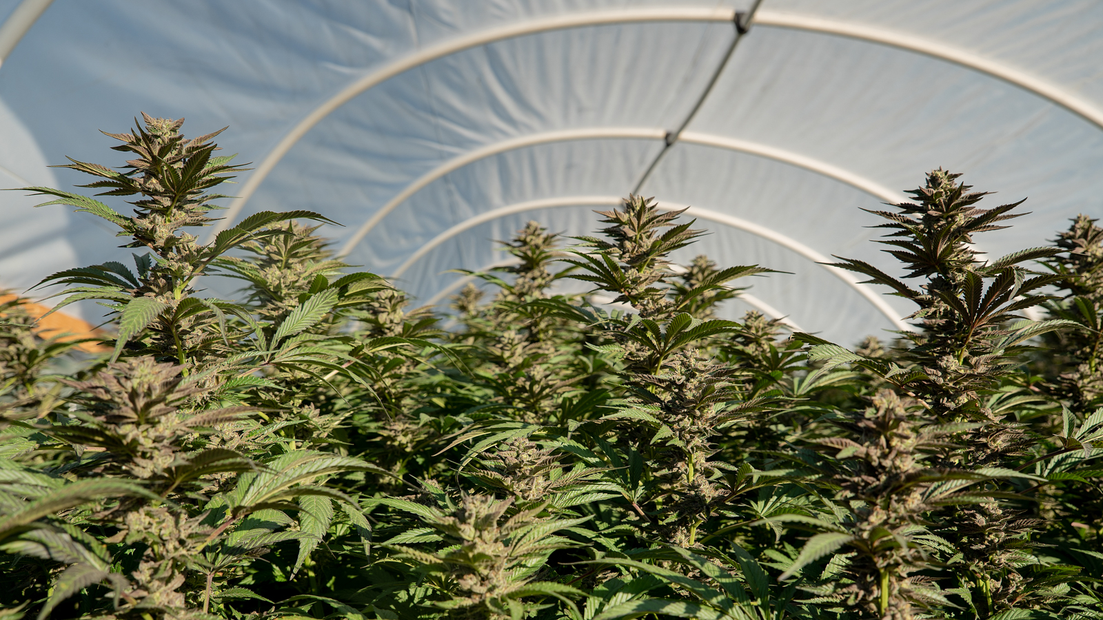 Hop-latent viroid: The COVID of Cannabis | Weedmaps