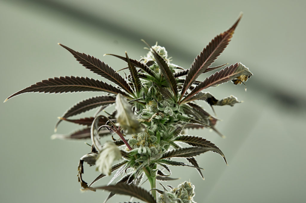Nutrient deficiencies in cannabis: How to spot and address them | Weedmaps