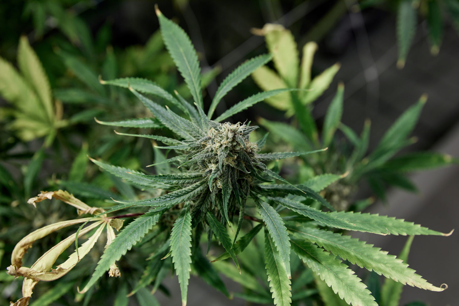 Nutrient deficiencies in cannabis: How to spot and address them | Weedmaps