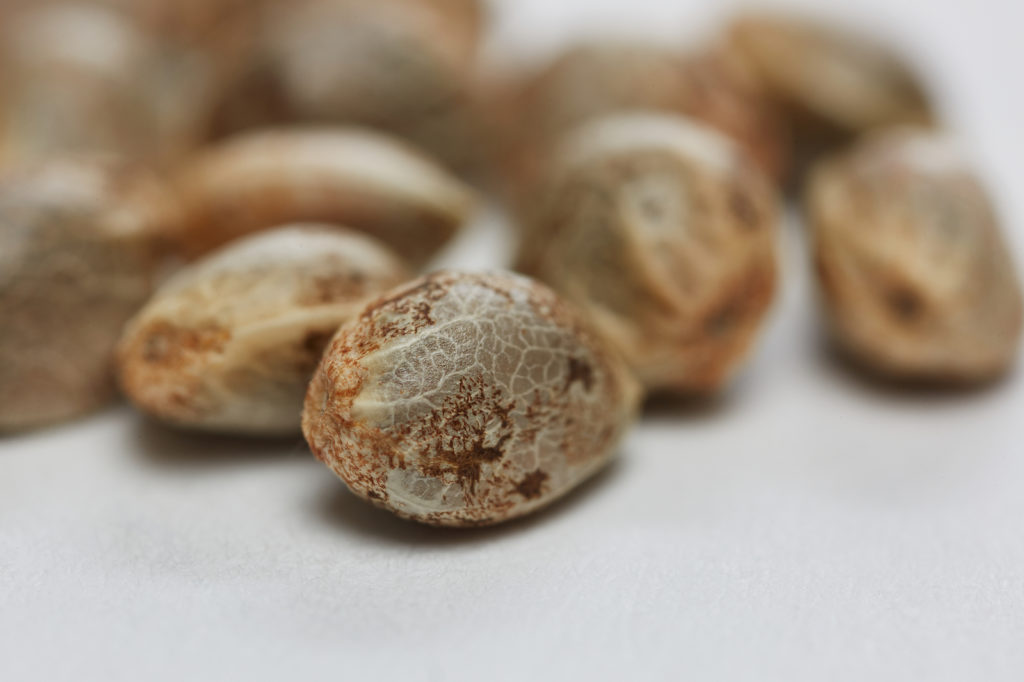 How to germinate weed seeds | Weedmaps