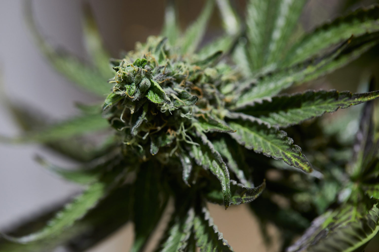When Was Weed Discovered? | Weedmaps