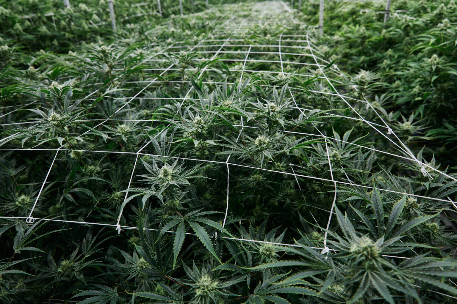 What is Trellising? A Guide to Trellising Cannabis Plants | Weedmaps