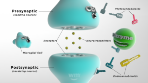 THC tolerance: what is it and why does it happen? | Weedmaps