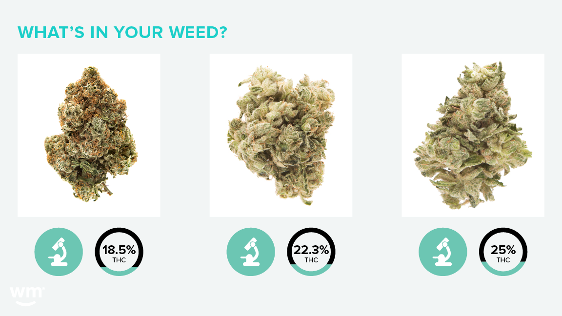 Marijuana Strain Names What You Need To Know Marijuana Strain Names What You Need To Know