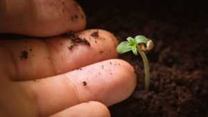 Weed Seasons: The best time to grow cannabis outdoors | Weedmaps