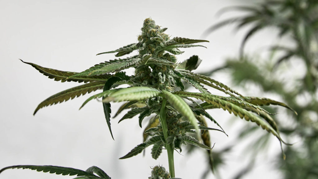 What Is A Cannabis Cola? | Marijuana Cola Definition by Weedmaps