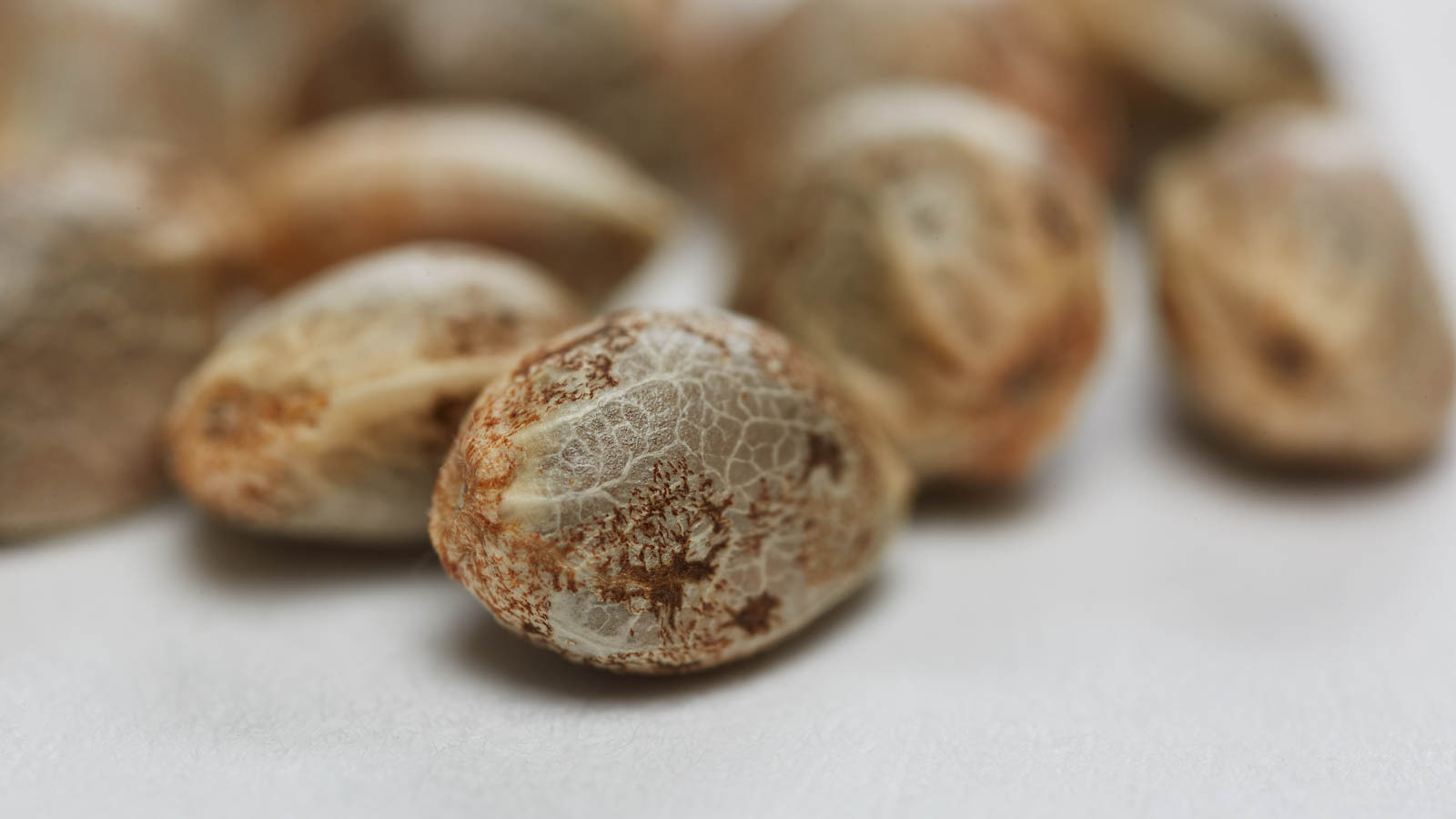 What is Cannabis Breeding? | Marijuana Breeding Definition by Weedmaps