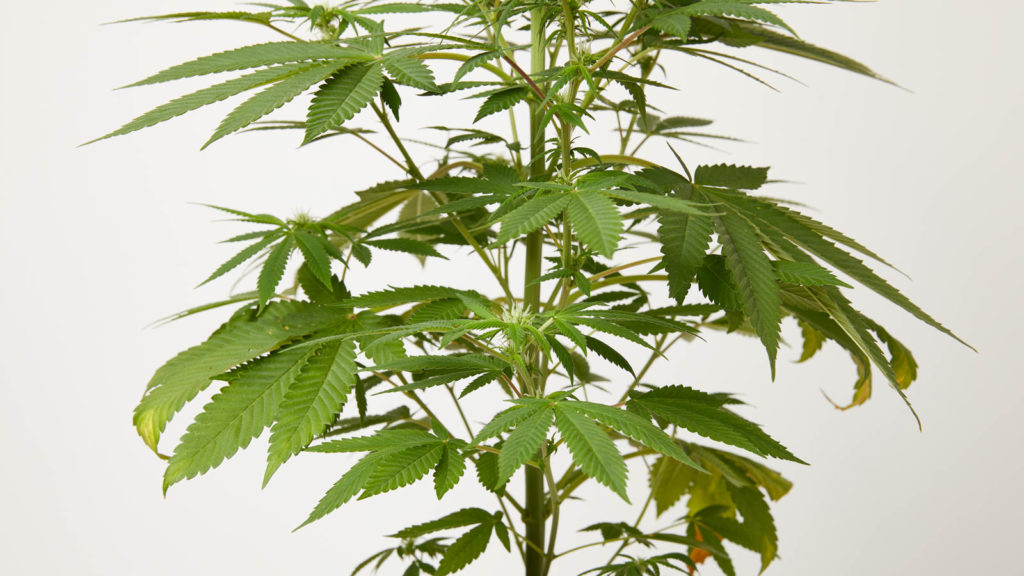 What is Sinsemilla? Sinsemilla Definition | Weedmaps