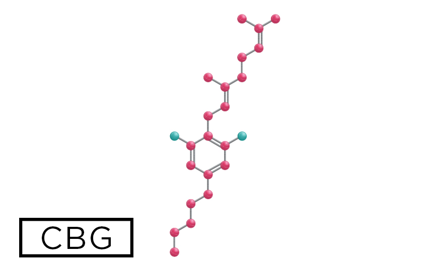 What Is CBG? Cannabigerol (CBG) Definition | Weedmaps