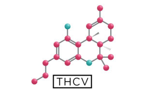 THCv: What is tetrahydrocannabivarin? | Weedmaps