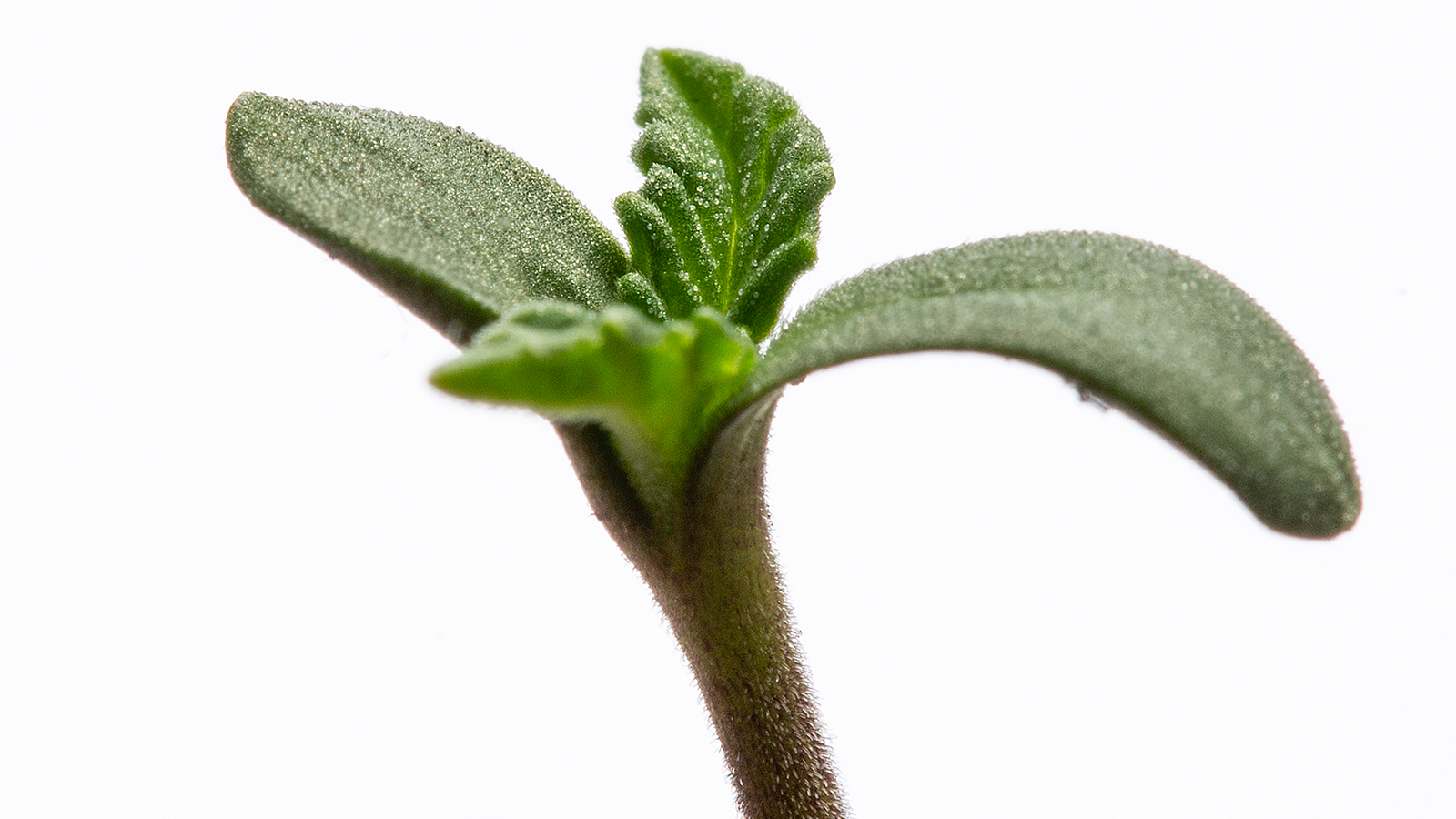 What Are Cotyledon Leaves Cotyledon Definition By Weedmaps