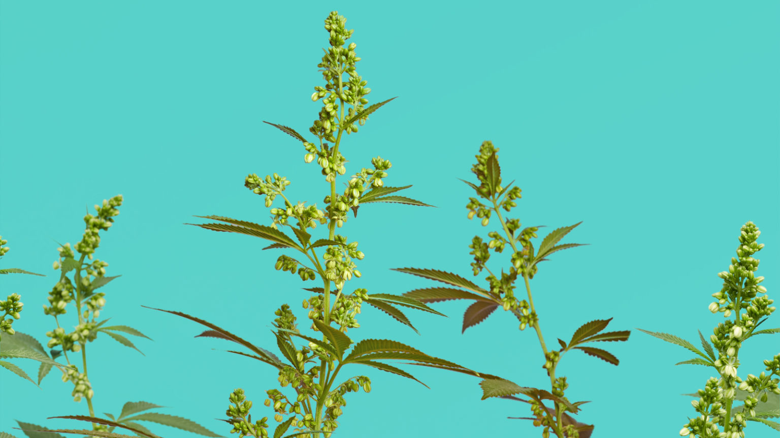 6 Easy Strains to Grow: Cannabis Grower Guide | Weedmaps