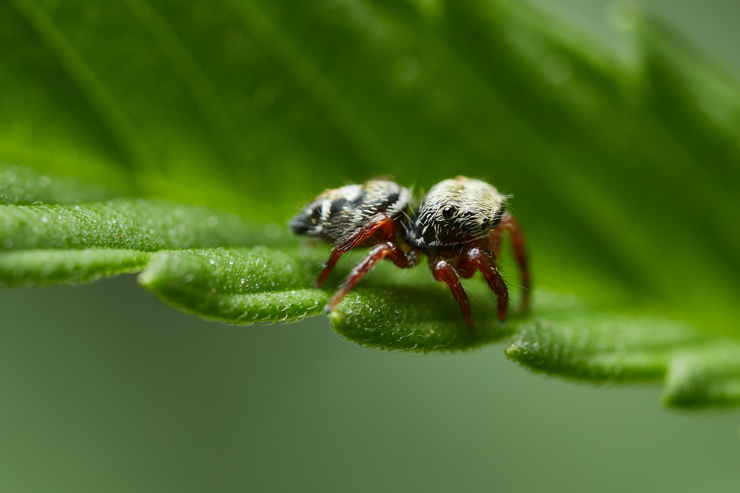 Guide to Common Cannabis Pests & Diseases | Weedmaps