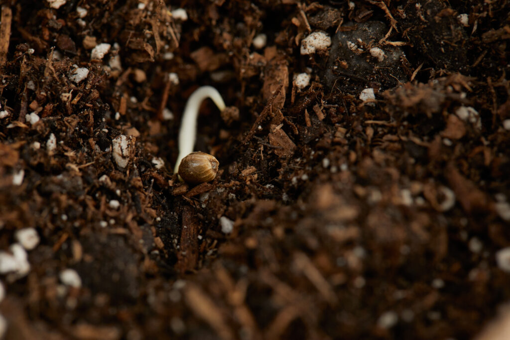 What is the Best Soil for Cannabis & How to Make Your Own | Weedmaps