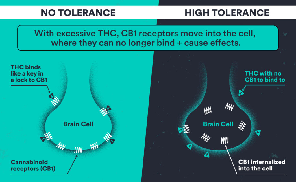 THC tolerance: what is it and why does it happen? | Weedmaps