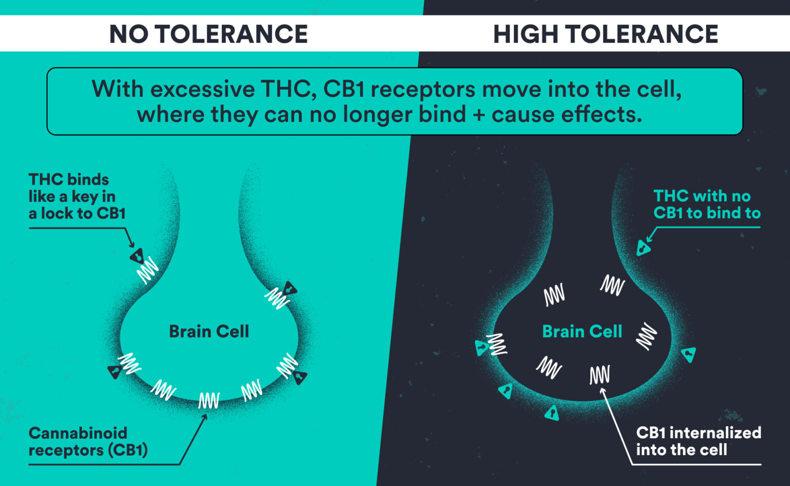 THC tolerance: what is it and why does it happen? | Weedmaps