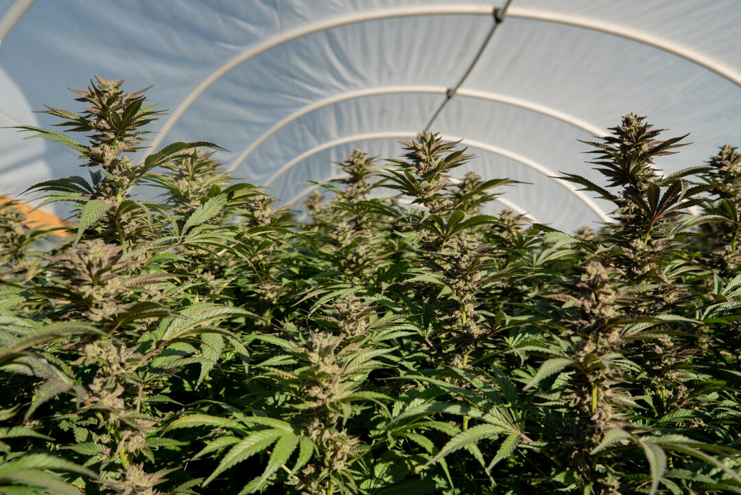 Heavy metals in cannabis: What to look for | Weedmaps