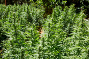 What is bud washing? | Weedmaps