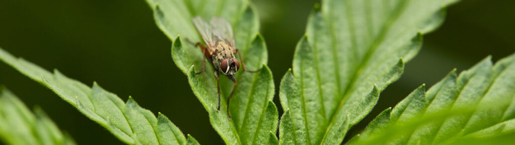 What is bud washing? | Weedmaps