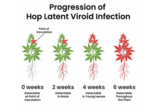 Hop-latent viroid: The COVID of Cannabis | Weedmaps