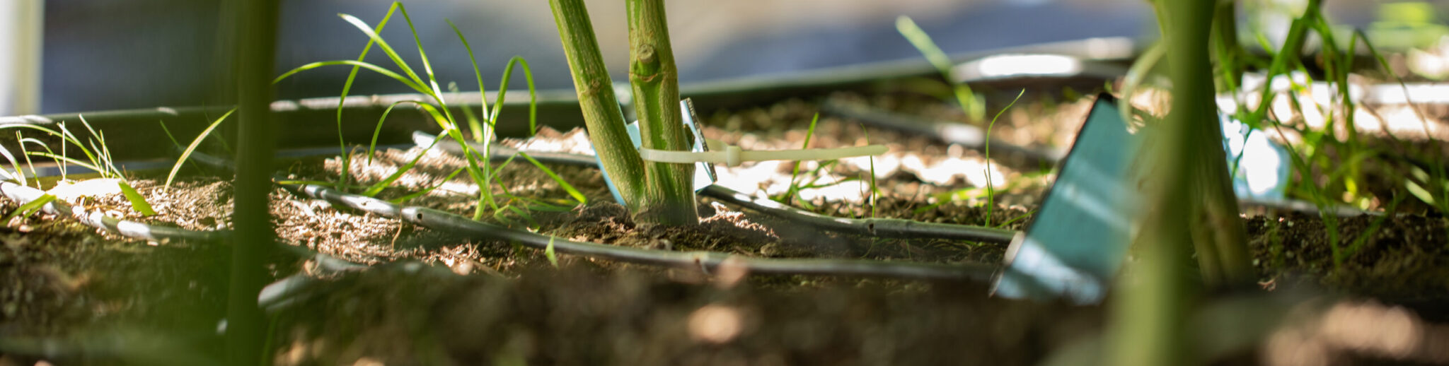 Marijuana Fertilizers: How to Choose One and Use It Effectively | Weedmaps
